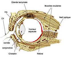 Les conjonctivites de l’adulte - Conseils - Sante-dz