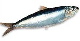 Un poisson argenté aux reflets bleu-vert : la sardine - Conseils - Sante-dz